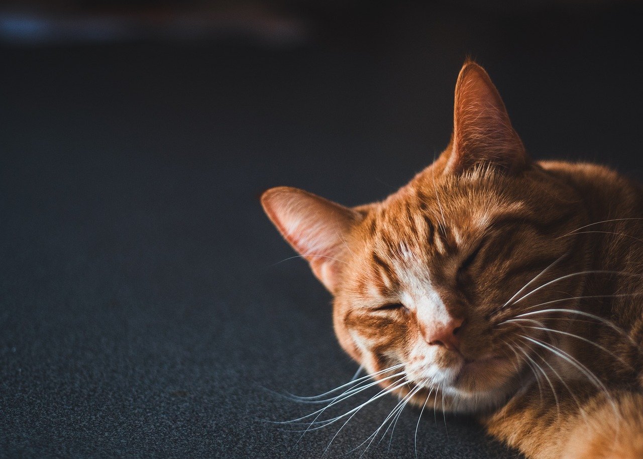 How to Adopt a Cat in Ireland - Dublinz